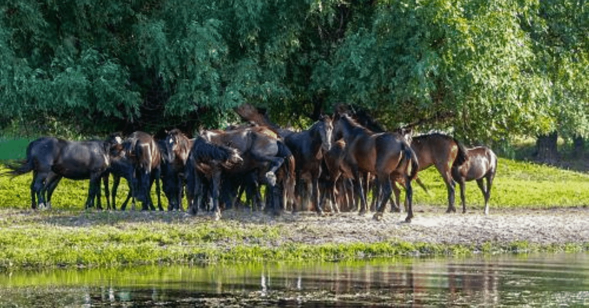Excursie cu barca pe Dunăre la Insula Cailor - Plimbări pe Dunăre în Galați